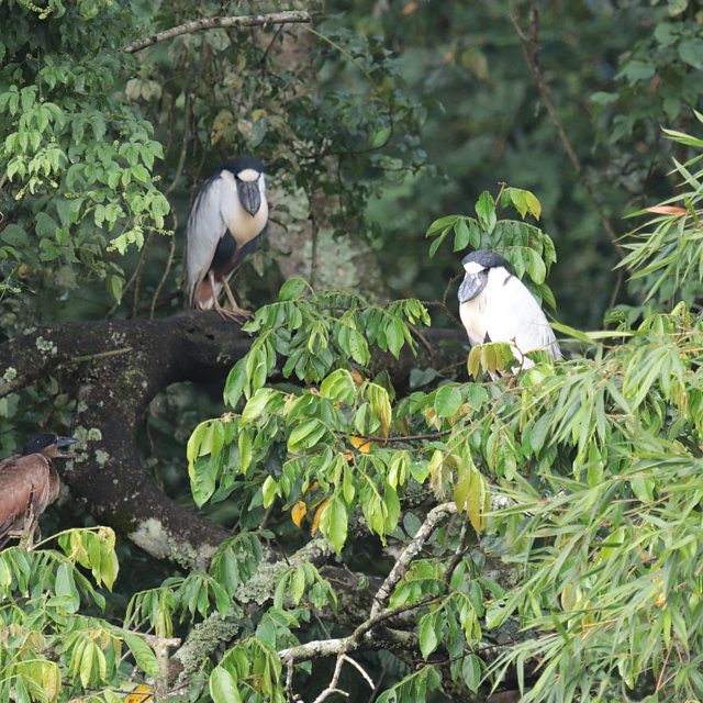Foto arapapá (Cochlearius cochlearius) Por Ricardo Monti | Wiki Aves ...