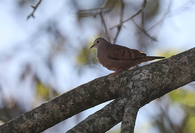 Foto rolinha-roxa (Columbina talpacoti) Por Claudio Furini | Wiki Aves ...