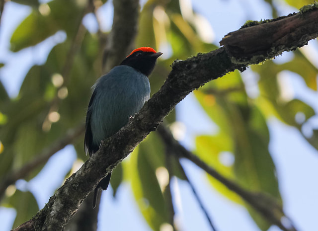 Foto tangará (Chiroxiphia caudata) Por Claudio Furini | Wiki Aves - A ...