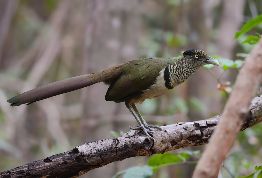 Foto jacu-estalo (Neomorphus geoffroyi) Por Lindemberg Caranha | Wiki ...
