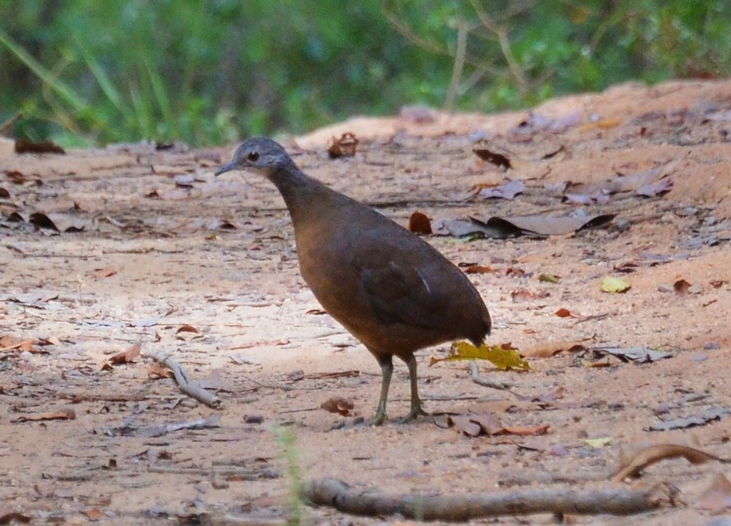 Foto tururim (Crypturellus soui) Por Aureo Guaitolini | Wiki Aves - A ...
