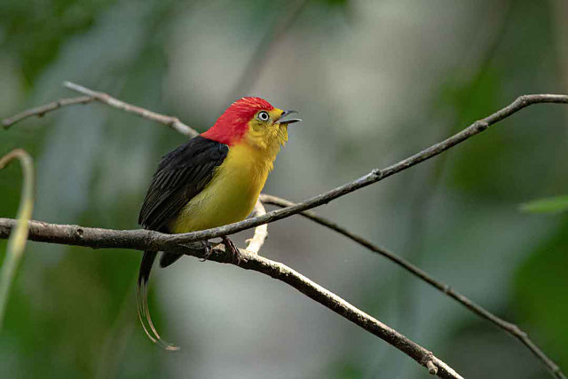Foto rabo-de-arame (Pipra filicauda) Por Norton Lages | Wiki Aves - A ...