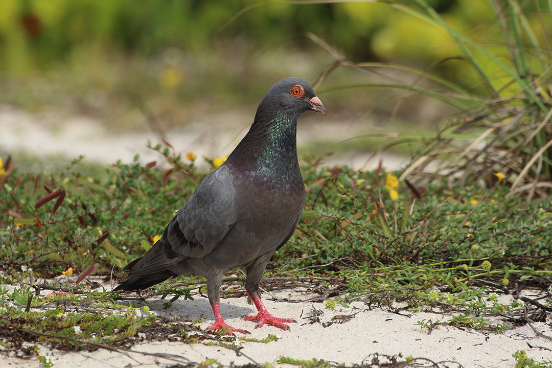 Foto pombo-doméstico (Columba livia) Por Gilvan Moreira | Wiki Aves - A ...
