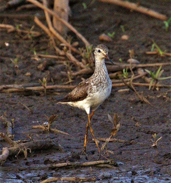 Foto maçarico-pernilongo (Calidris himantopus) Por Márcio L. Souza ...