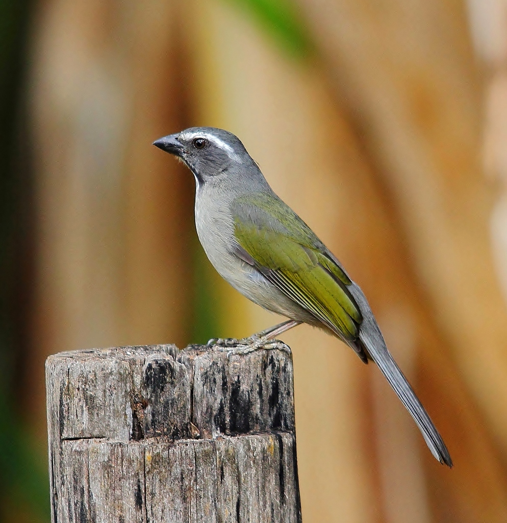 Foto trinca-ferro (Saltator similis) Por Sergio Murilo | Wiki Aves - A ...