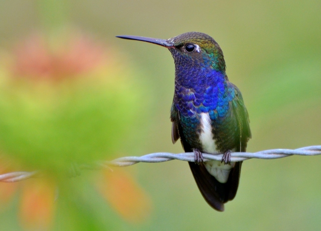 Foto beija-flor-de-peito-azul (Chionomesa lactea) Por Carlos Eduardo ...