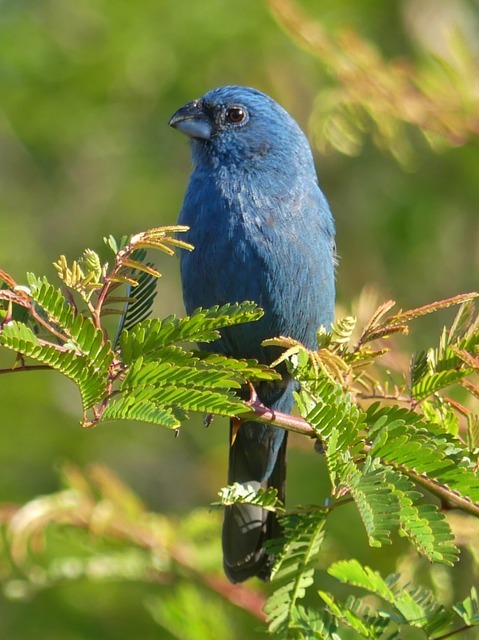 Foto azulinho (Cyanoloxia glaucocaerulea) Por Gustavo Gomes | Wiki Aves ...