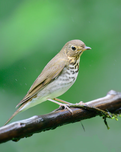 Foto sabiazinho-de-óculos (Catharus swainsoni) Por Lucas Klassmann ...