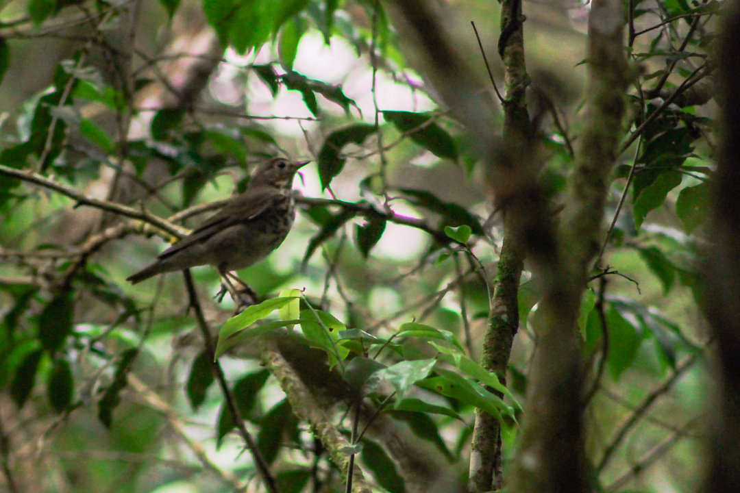 Foto sabiazinho-de-óculos (Catharus swainsoni) Por Leonardo R. Deconto ...