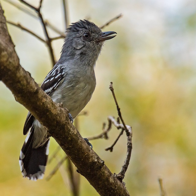 choca-da-bolívia (Thamnophilus sticturus) | WikiAves - A Enciclopédia ...
