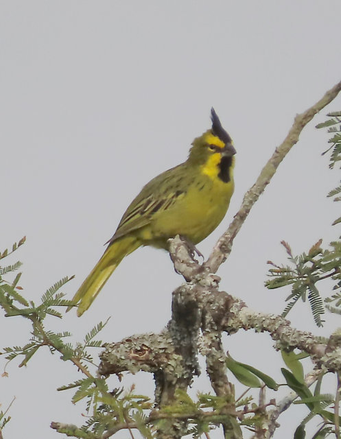 Foto cardeal-amarelo (Gubernatrix cristata) Por Adolf Wall | Wiki Aves ...