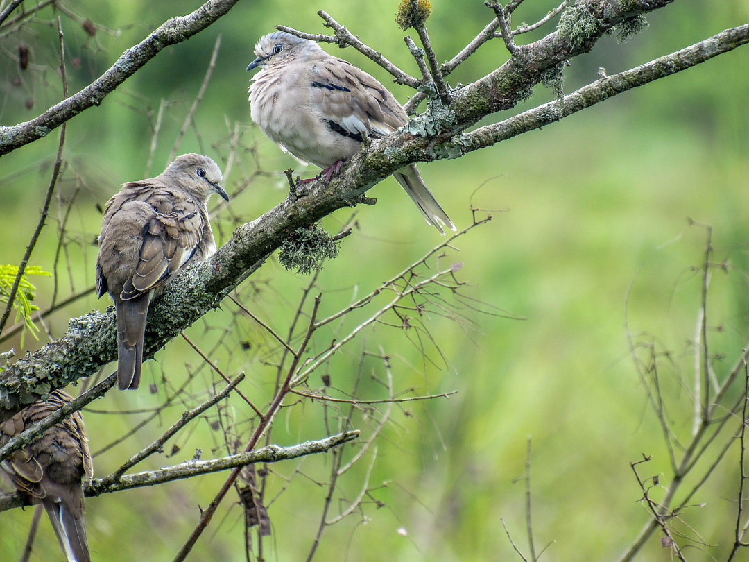Foto rolinha-picuí (Columbina picui) Por Luis Weymar Jr | Wiki Aves - A ...