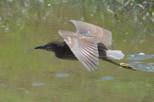 Foto socó-dorminhoco (Nycticorax nycticorax) Por Ubiraci Rocha | Wiki ...