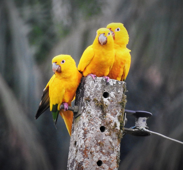 Foto ararajuba (Guaruba guarouba) Por Irene Gabriel | Wiki Aves - A ...