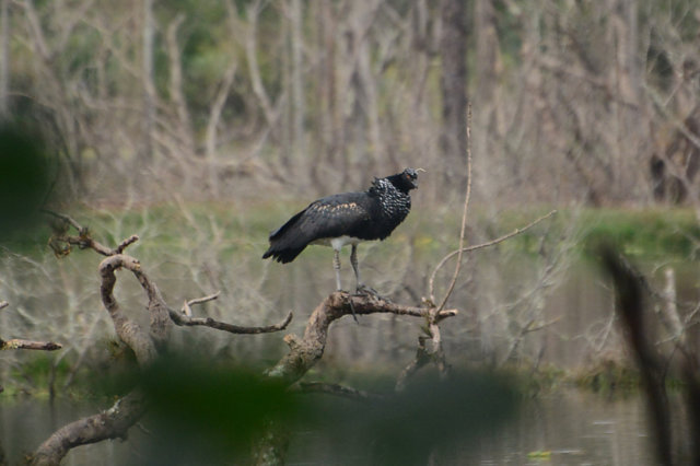 Foto anhuma (Anhima cornuta) Por Jean Jr Barcik | Wiki Aves - A ...