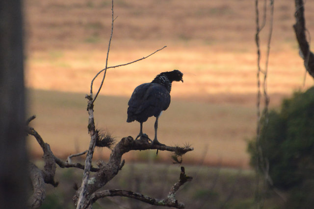 Foto anhuma (Anhima cornuta) Por Jean Jr Barcik | Wiki Aves - A ...