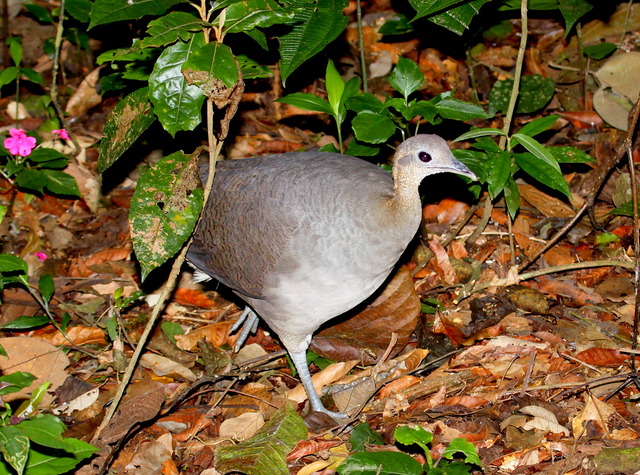 Foto macuco (Tinamus solitarius) Por Luiz Rondini | Wiki Aves - A ...