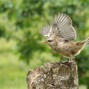sabiá-do-campo (Mimus saturninus) | WikiAves - A Enciclopédia das Aves ...