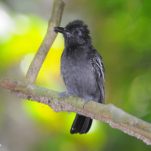 choca-preta-e-cinza (Thamnophilus nigrocinereus) | WikiAves - A ...