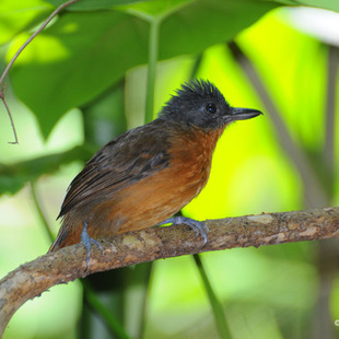choca-preta-e-cinza (Thamnophilus nigrocinereus) | WikiAves - A ...