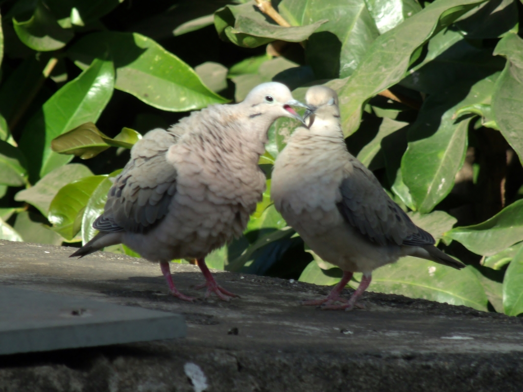 Foto avoante (Zenaida auriculata) Por Geraldo M. Pereira | Wiki Aves ...
