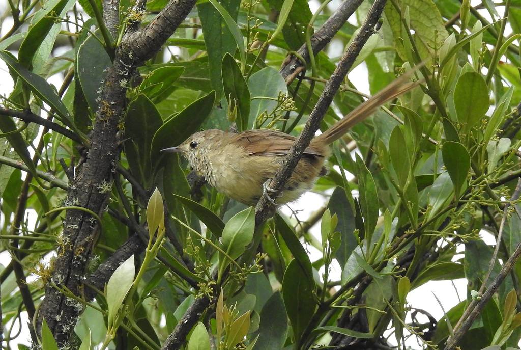 Foto garrincha-chorona (Asthenes moreirae) Por Marcia Carvalho | Wiki ...