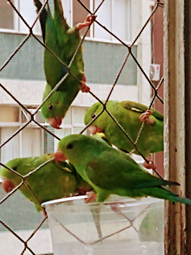 Foto periquito-rico (Brotogeris tirica) Por Ana Matta | Wiki Aves - A ...
