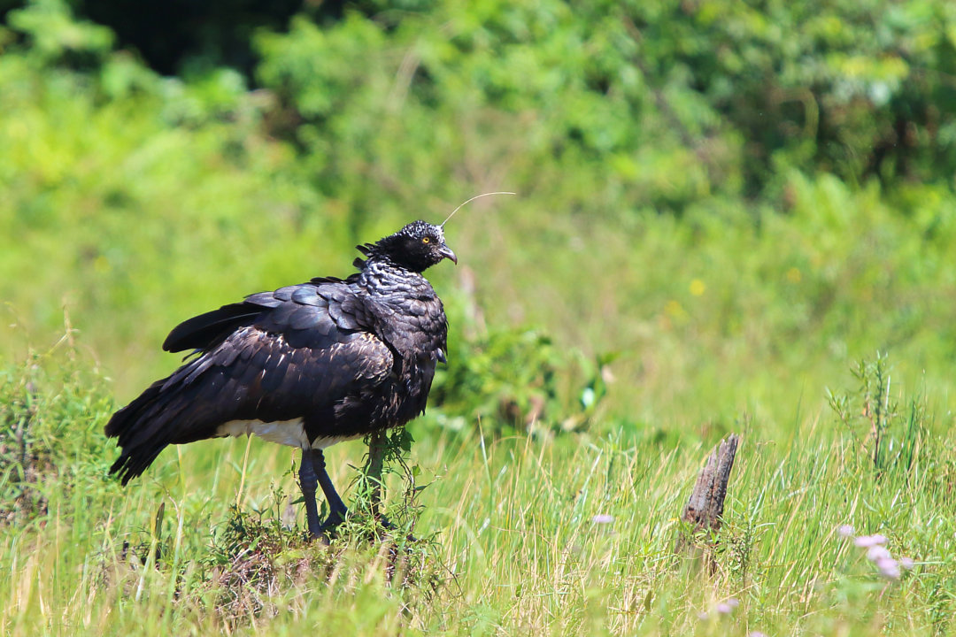 Foto anhuma (Anhima cornuta) Por Crys Cônsolo Baricati | Wiki Aves - A ...