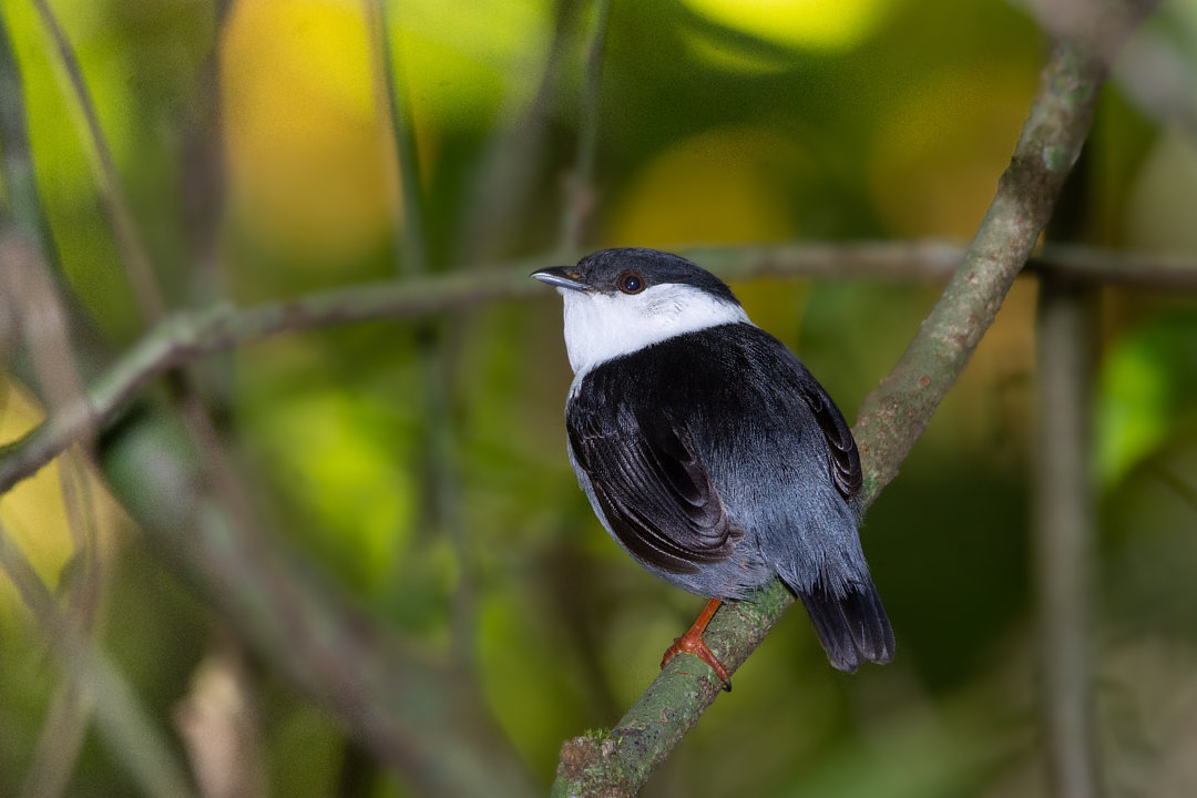 Foto rendeira (Manacus manacus) Por Sergio Moreira | Wiki Aves - A ...