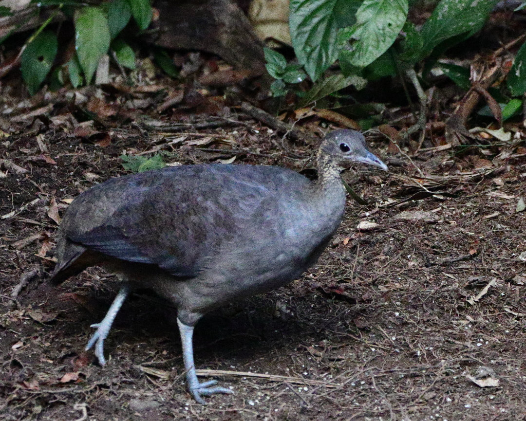 Foto macuco (Tinamus solitarius) Por Aderson Sartori | Wiki Aves - A ...