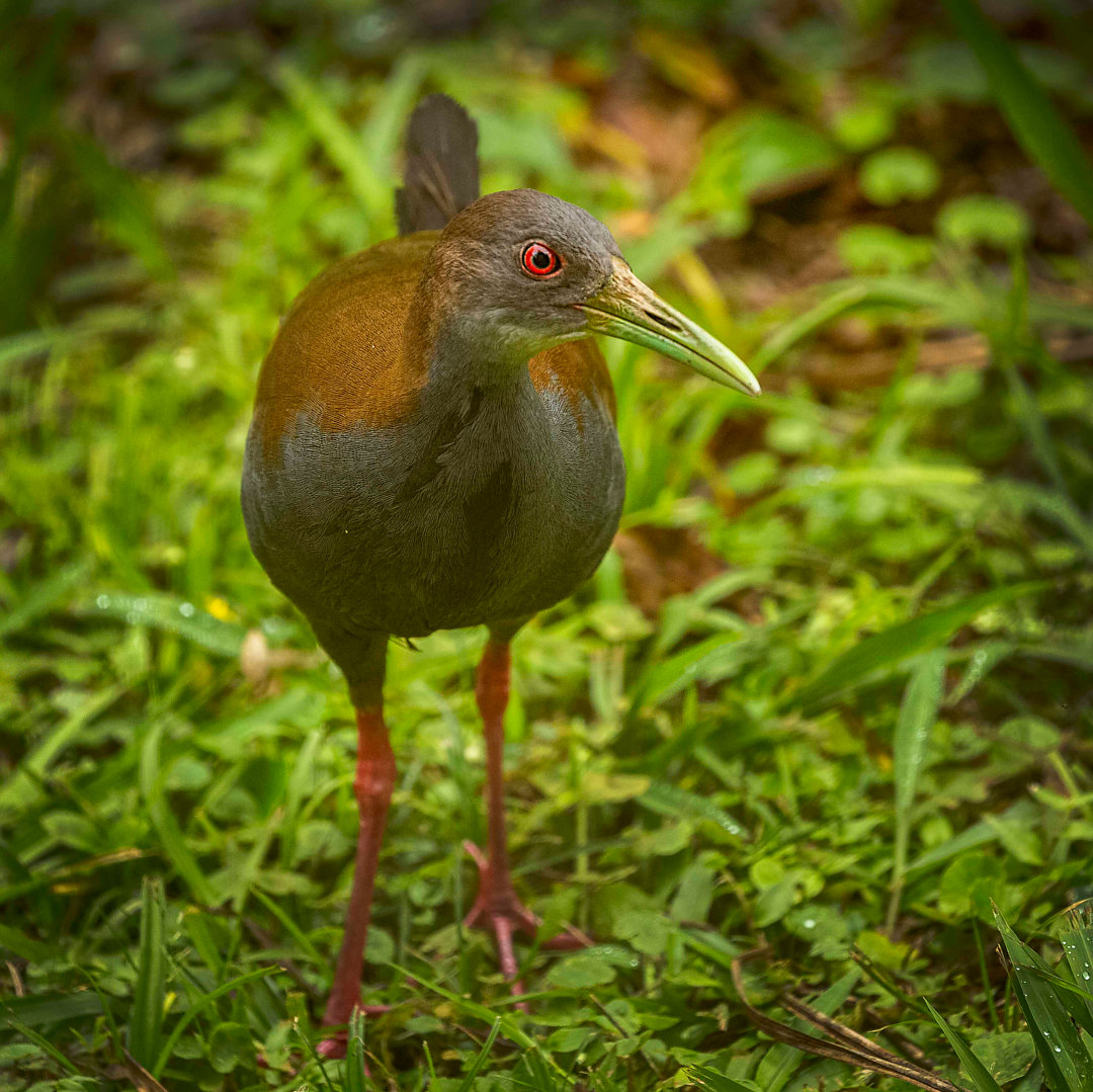 Foto saracura-do-mato (Aramides saracura) Por Renato Rizzaro | Wiki ...
