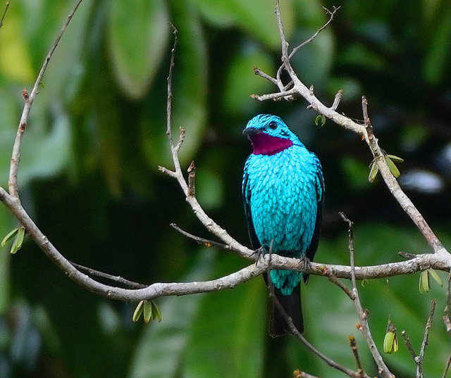 Foto anambé-azul (Cotinga cayana) Por Paulo E. Torres | Wiki Aves - A ...