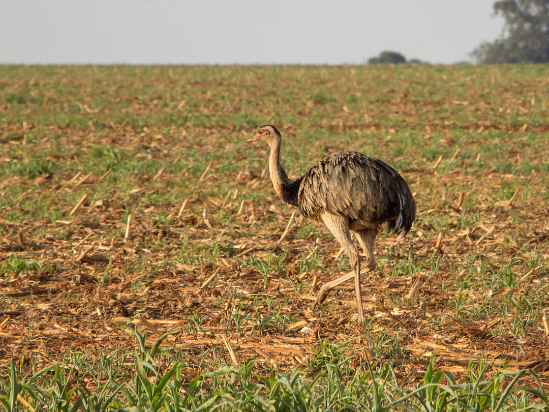 Foto ema (Rhea americana) Por Rodrigo Creace | Wiki Aves - A ...