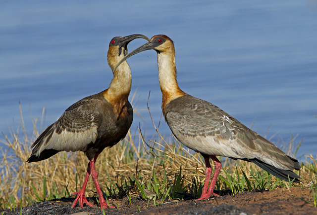 curicaca (Theristicus caudatus) | WikiAves - A Enciclopédia das Aves do ...
