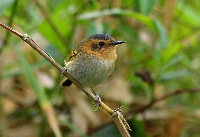 Foto tororó (Poecilotriccus plumbeiceps) Por Leonardo Casadei | Wiki ...