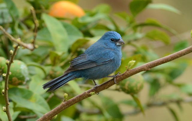 Foto azulinho (Cyanoloxia glaucocaerulea) Por Rafael Ritter | Wiki Aves ...