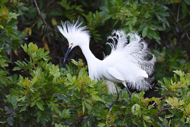 Foto garça-branca-pequena (Egretta thula) Por Guilherme Willrich | Wiki ...