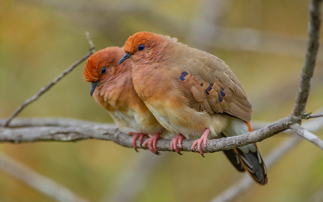 Foto rolinha-do-planalto (Columbina cyanopis) Por Bruno Salaroli | Wiki ...