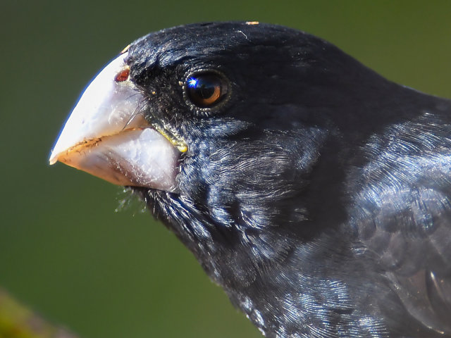 Foto bicudo (Sporophila maximiliani) Por Bruno Rennó | Wiki Aves - A ...
