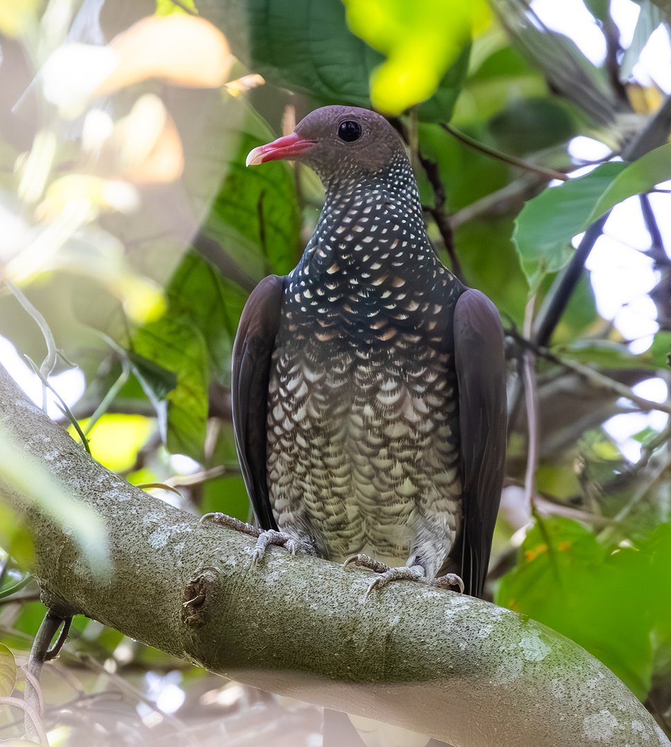 Foto pomba-trocal (Patagioenas speciosa) Por Eduardo Borges | Wiki Aves ...