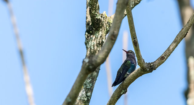 Foto beija-flor-de-peito-azul (Chionomesa lactea) Por Rodney Alves ...