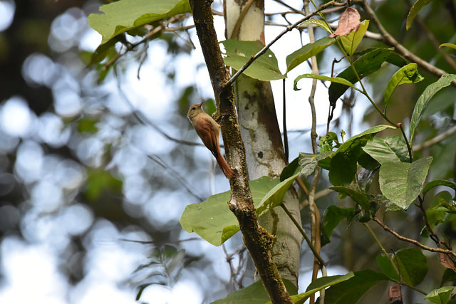 Foto arapaçu-verde (Sittasomus griseicapillus) Por Felipe L. Fernandes ...