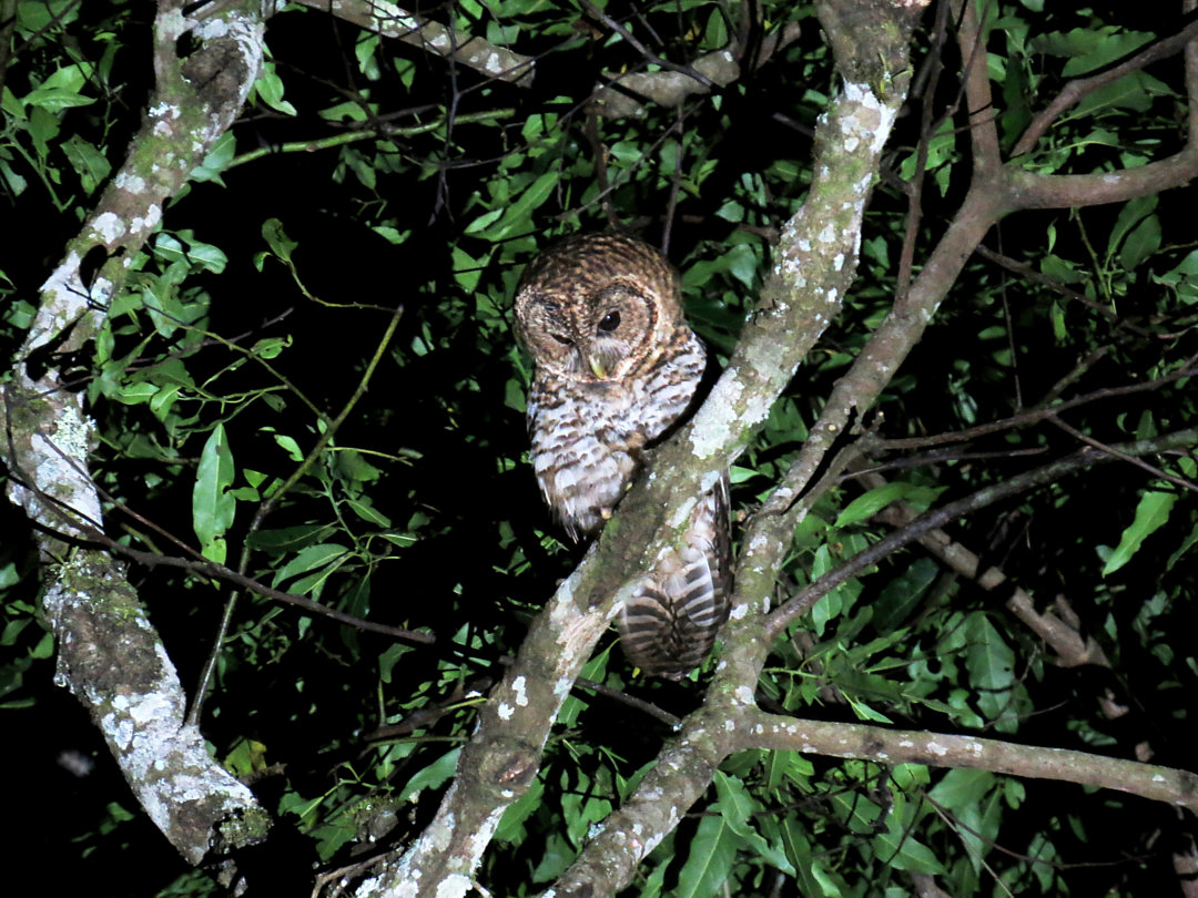 Foto coruja-listrada (Strix hylophila) Por Edson Bolochio | Wiki Aves ...