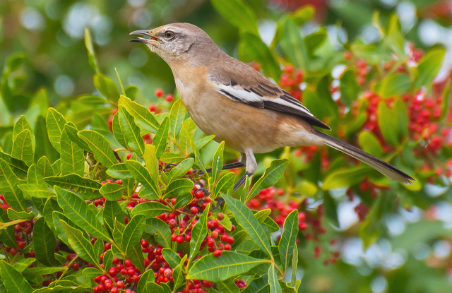 Foto calhandra-de-três-rabos (Mimus triurus) Por Paulo Fenalti | Wiki ...