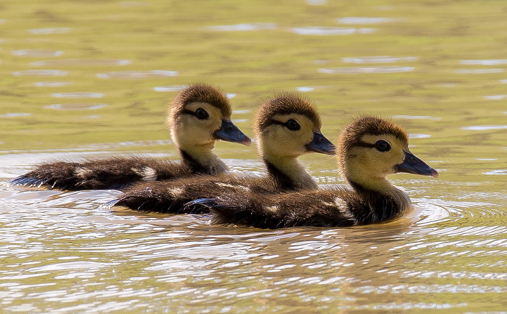 Foto pato-do-mato (Cairina moschata) Por Marco Catel | Wiki Aves - A ...