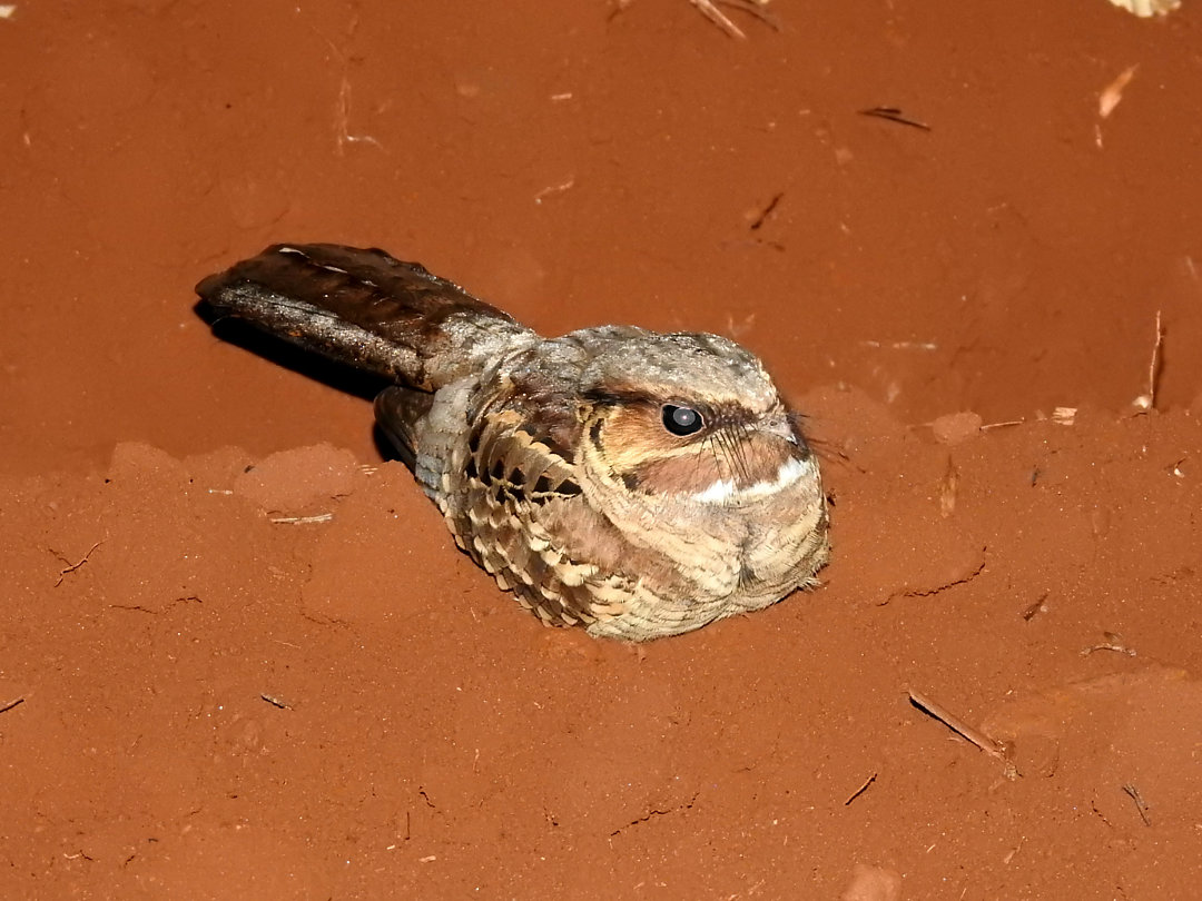 Foto bacurau (Nyctidromus albicollis) Por Julio Filipino (filipino ...