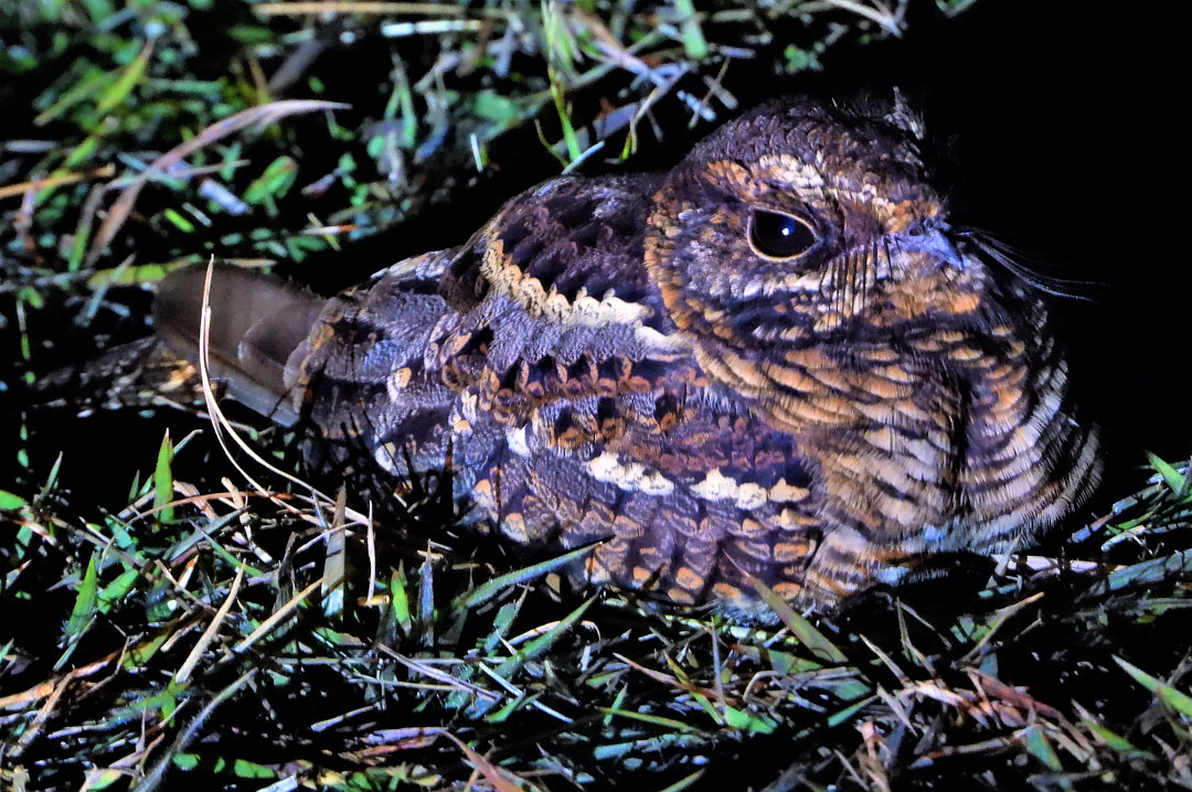 Foto bacurau-tesoura (Hydropsalis torquata) Por William Akio Mitsunaga ...