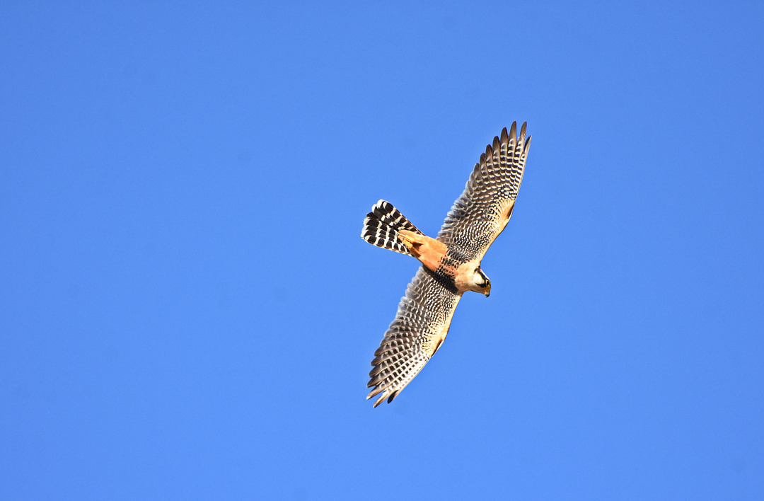 Foto falcão-de-coleira (Falco femoralis) Por Paulo Miranda | Wiki Aves ...