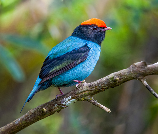 Foto tangará (Chiroxiphia caudata) Por André Wittmann | Wiki Aves - A ...