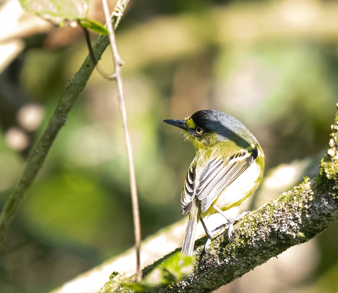 Foto teque-teque (Todirostrum poliocephalum) Por Victor Leandro-Silva ...